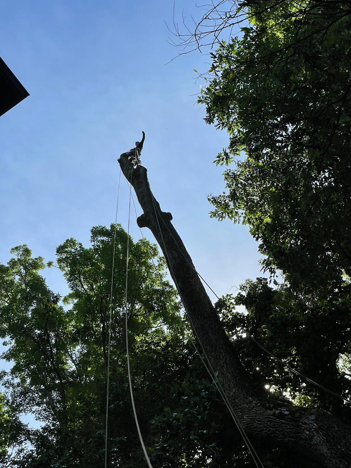 Diamond Tree Service