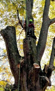 Diamond Tree Service